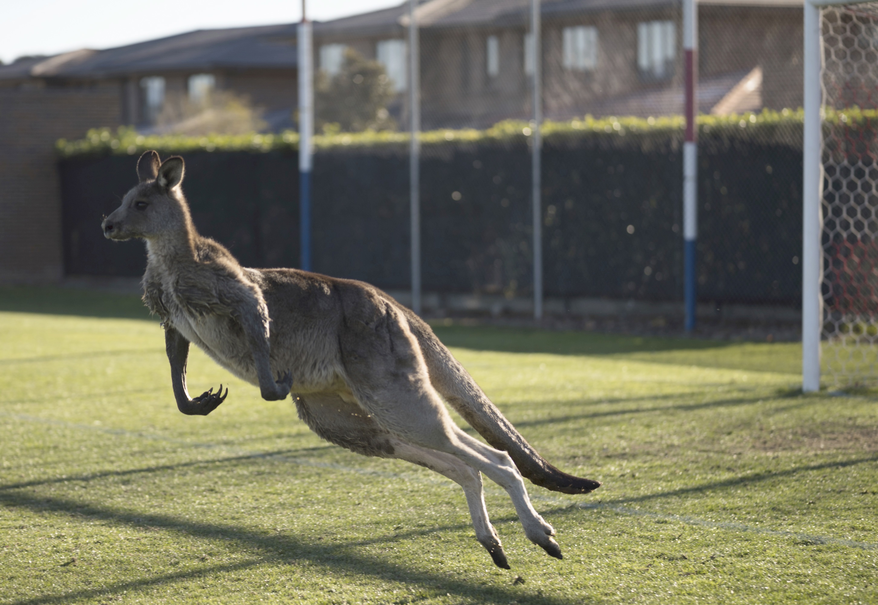 Kangaroo stops play during Australian women's soccer match | Inquirer ...